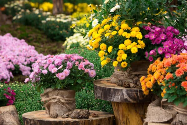 Chrysanthemum vs. Daisy: 5 Differences Between Some Flower Favorites ...