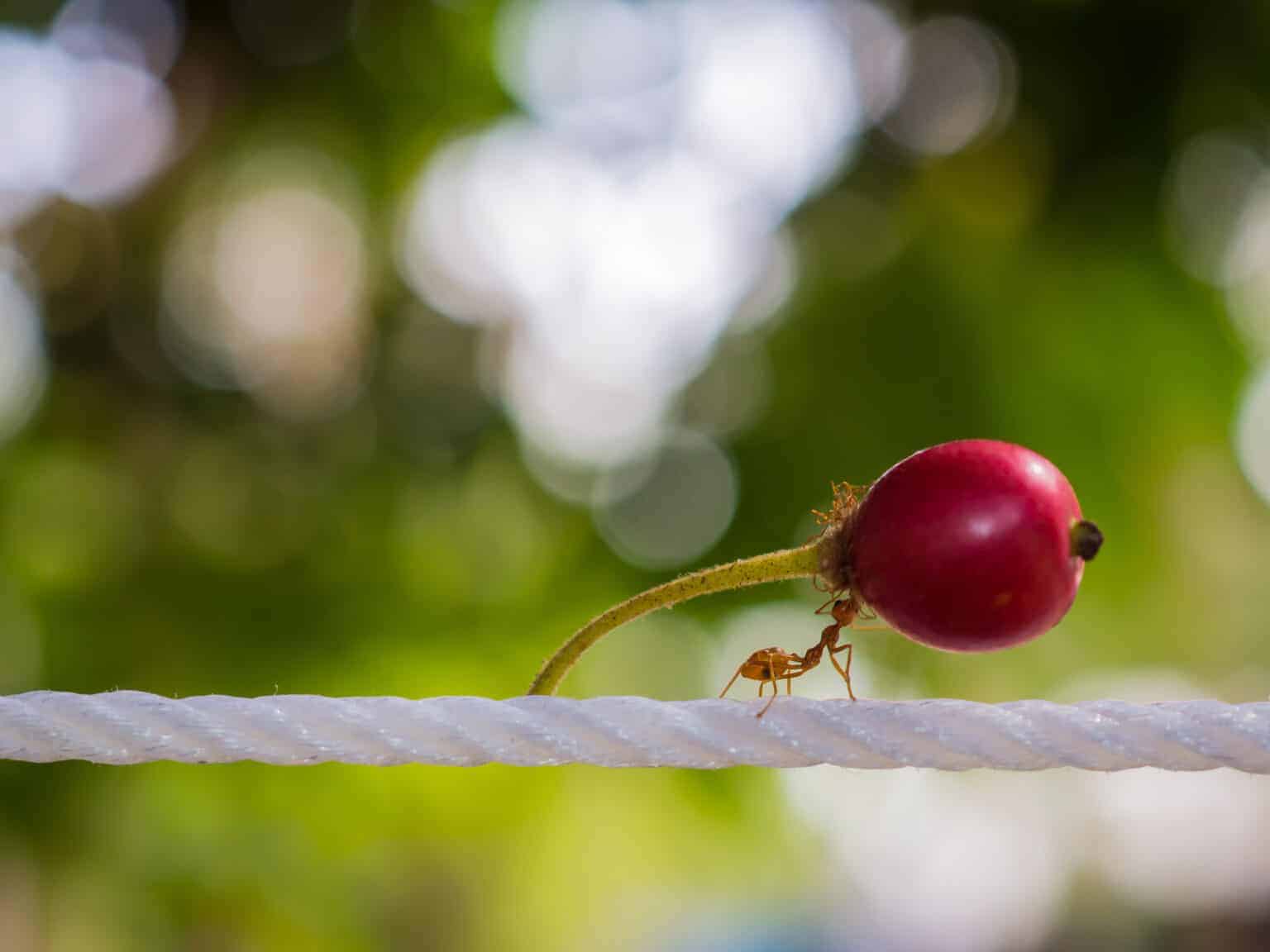 Amazing Animals That Represent Strength - A-Z Animals