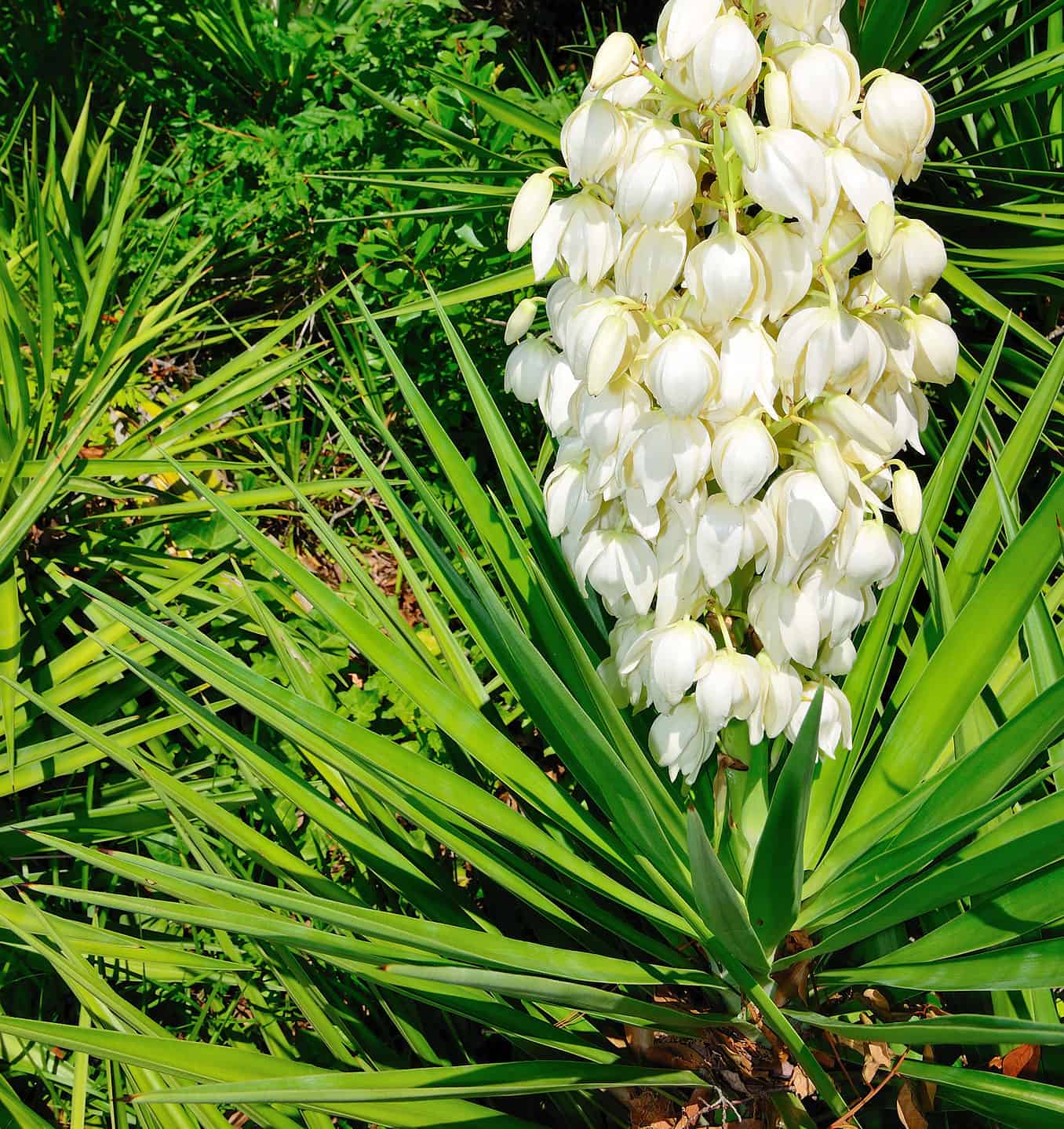 Corn Plant vs. Yucca - A-Z Animals