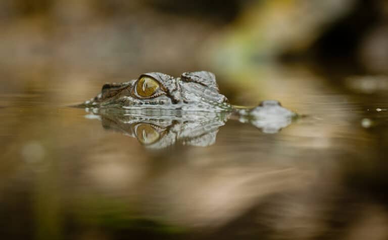 Discover How Crocodiles Can "Surf" for Hundreds of Miles Across the ...