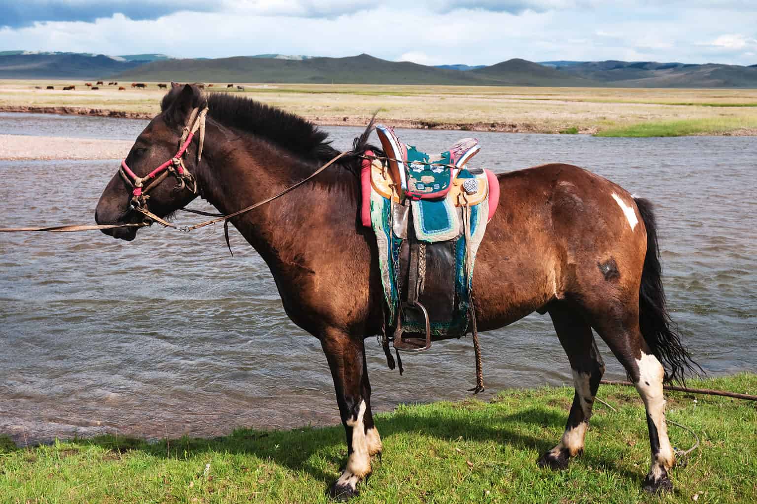 Discover The 10 Oldest Horse Breeds In The World A Z Animals