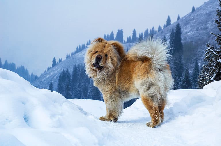 Chow Chow Lifespan: How Long Do Chow Chows Live? - A-Z Animals