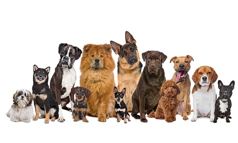 Discover 6 Animals That Help Humans! - A-Z Animals