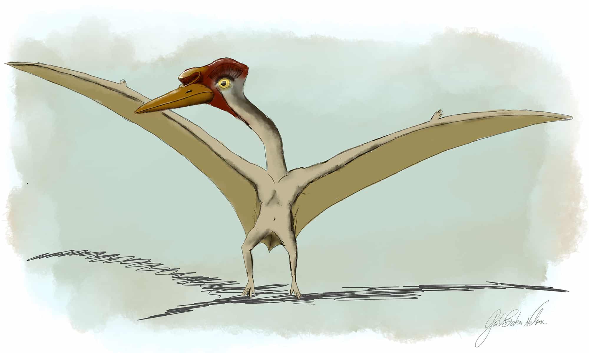 Thanatosdrakon Animal Facts - Thanatosdrakon amaru - A-Z Animals