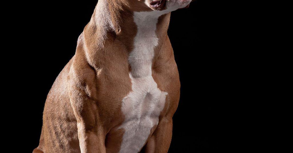 Pit Bull Quiz - How Well Do You Know Them? - A-Z Animals