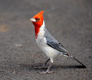 The Complete List of 7.5 Birds with Red Heads - A-Z Animals