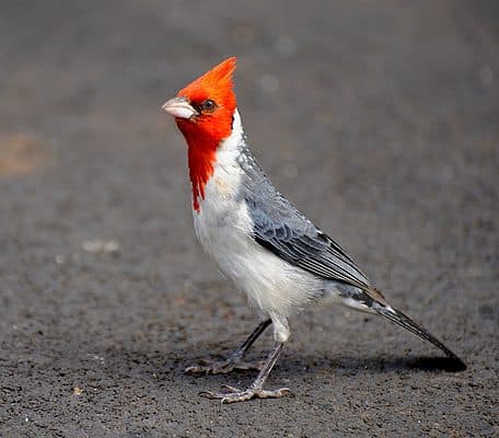 A Look at the Types of Birds in the Rio Movie - A-Z Animals