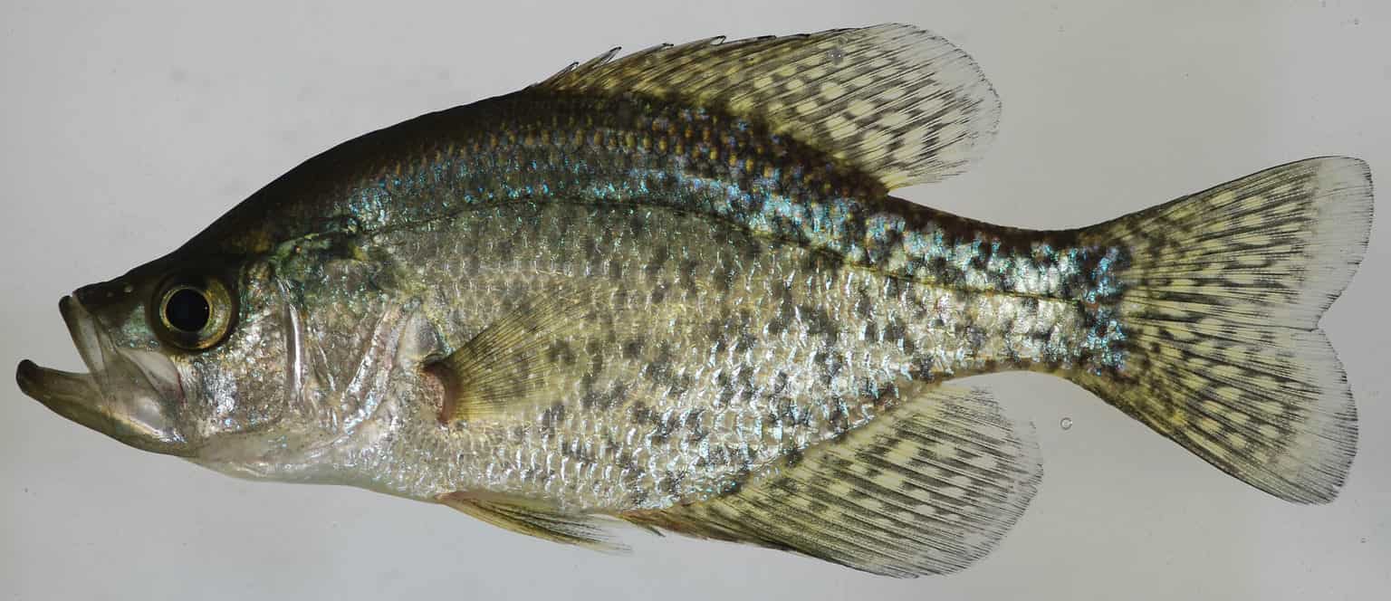 Crappie Fish Facts - A-Z Animals