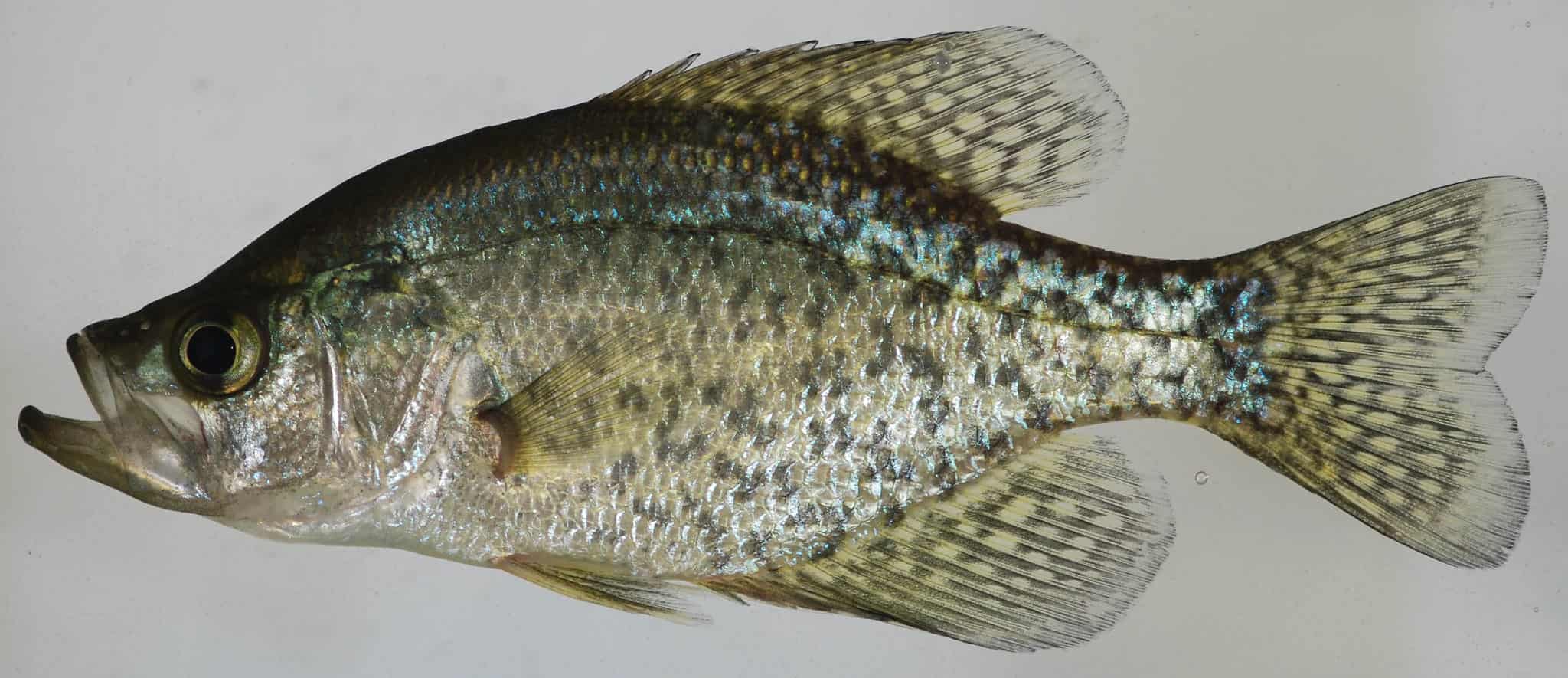 Crappie Fish Animal Facts - Pomoxis - A-Z Animals