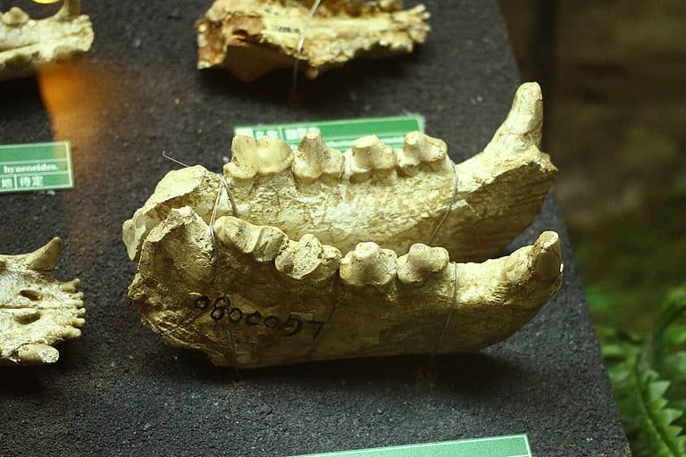 These Gigantic Ancient Hyenas Weighed Over 600lbs And Hunted Rhinos - A ...