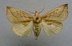 Discover Real-Life Vampires: 8 Animals That Suck Blood - A-Z Animals