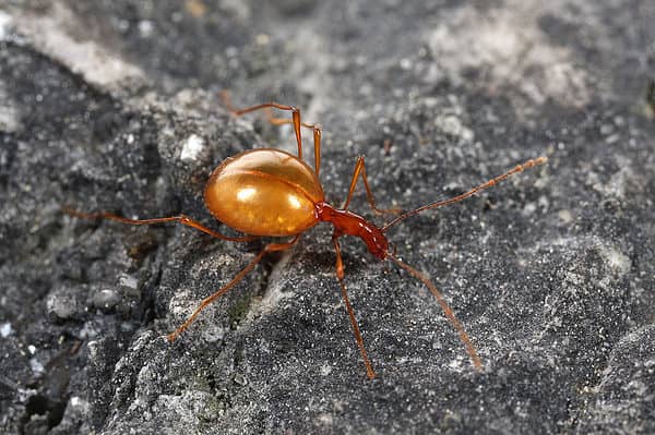 11 Animals That Live in Caves - A-Z Animals