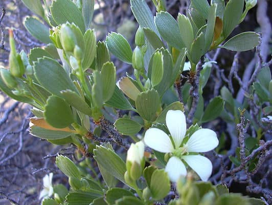 9 Native Plants In Hawaii - A-Z Animals