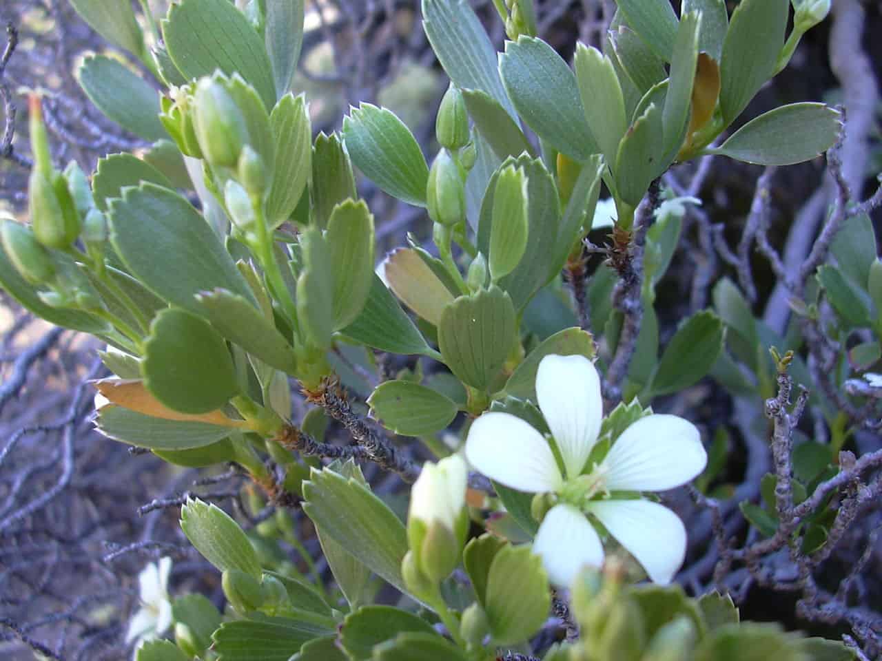 9 Native Plants In Hawaii - A-Z Animals