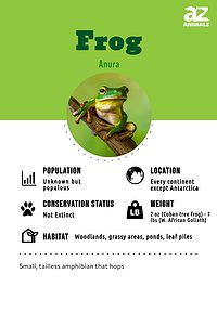Frog Animal Facts - Anura - A-Z Animals