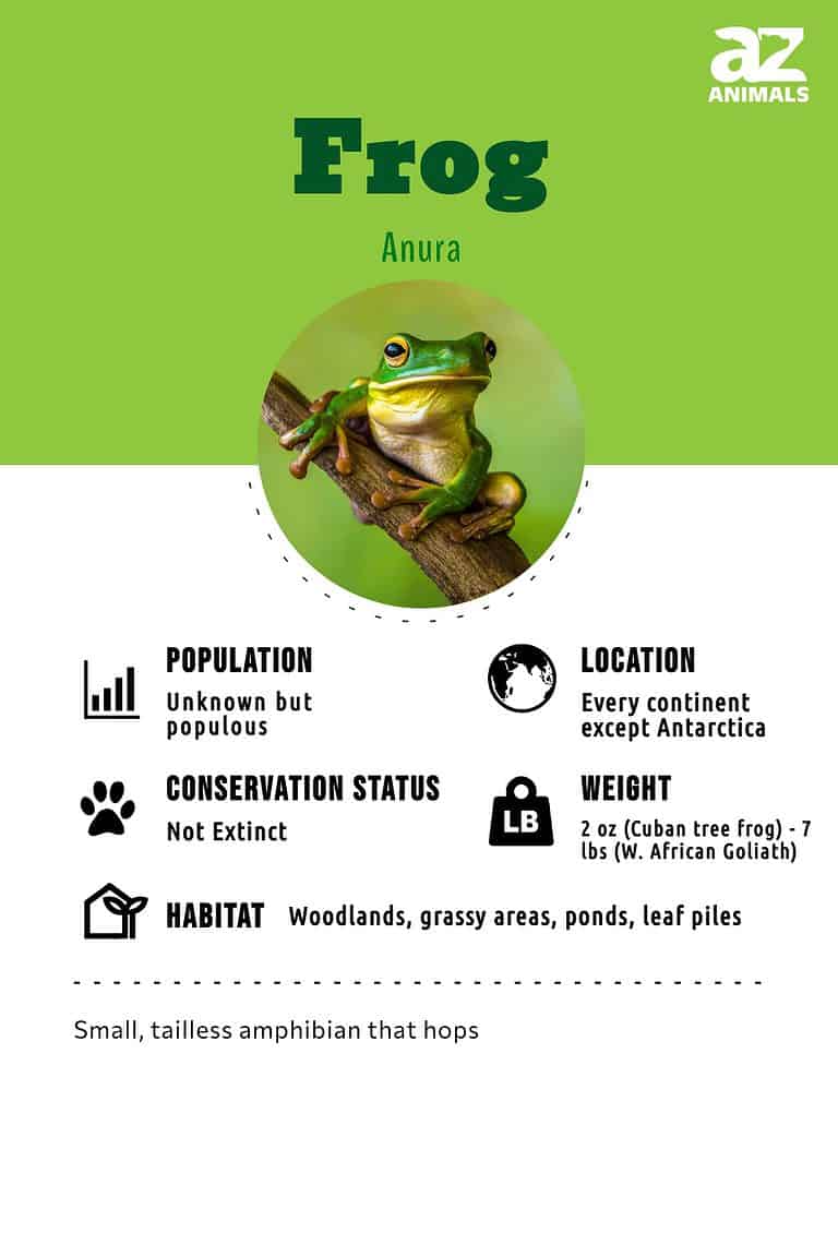 Frog Animal Facts - A-Z Animals