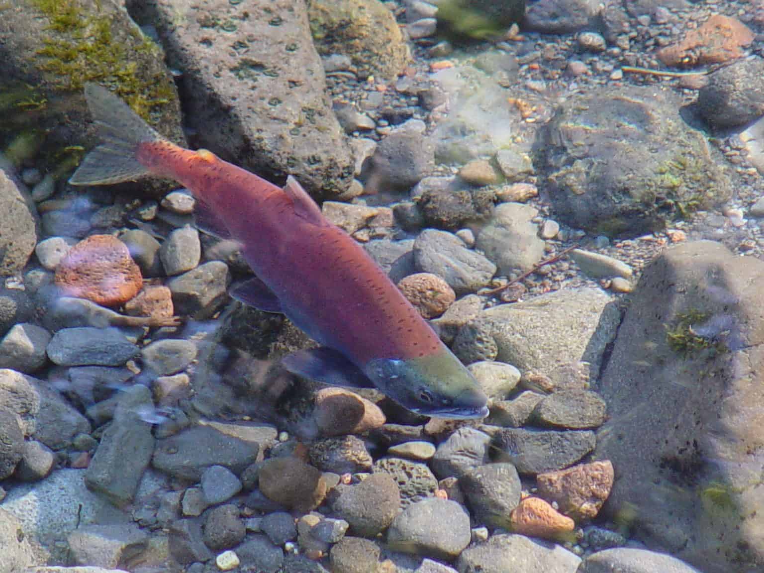 Discover The Largest Kokanee Salmon Ever Caught in Idaho - A-Z Animals
