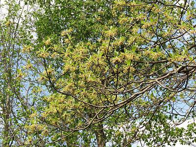 12 Beautiful Trees Native to Ohio - AZ Animals
