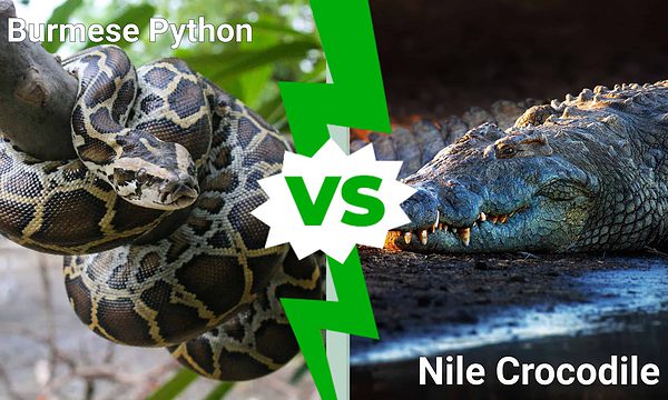 Epic Battles: Burmese Python vs. Nile Crocodile - A-Z Animals