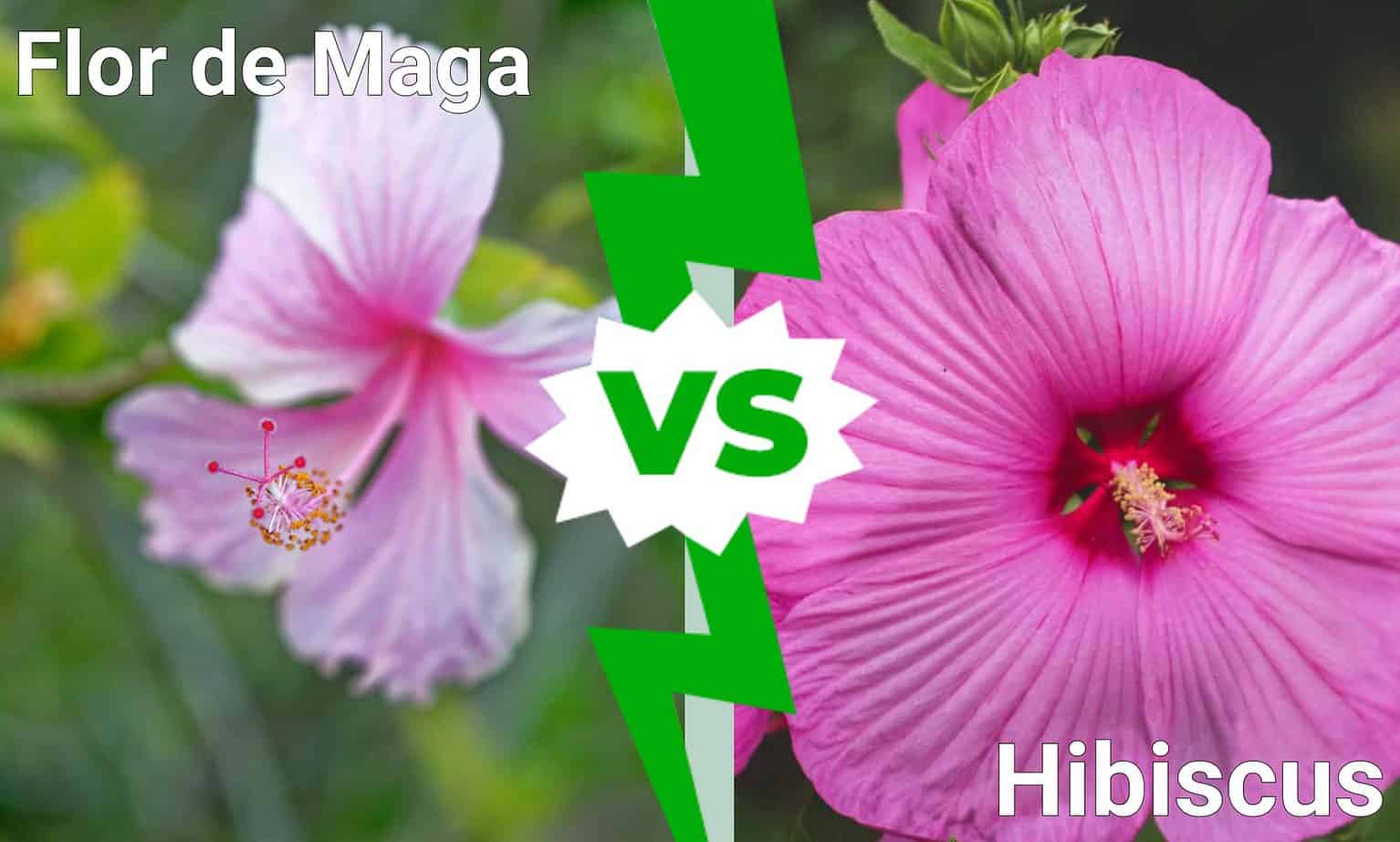Flor de Maga vs. Hibiscus - A-Z Animals