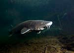 World Record Sturgeon: Discover the Largest Sturgeon Ever Caught - A-Z ...