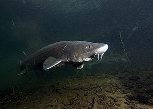 White Sturgeon Fish Facts - Acipenser transmontanus - A-Z Animals