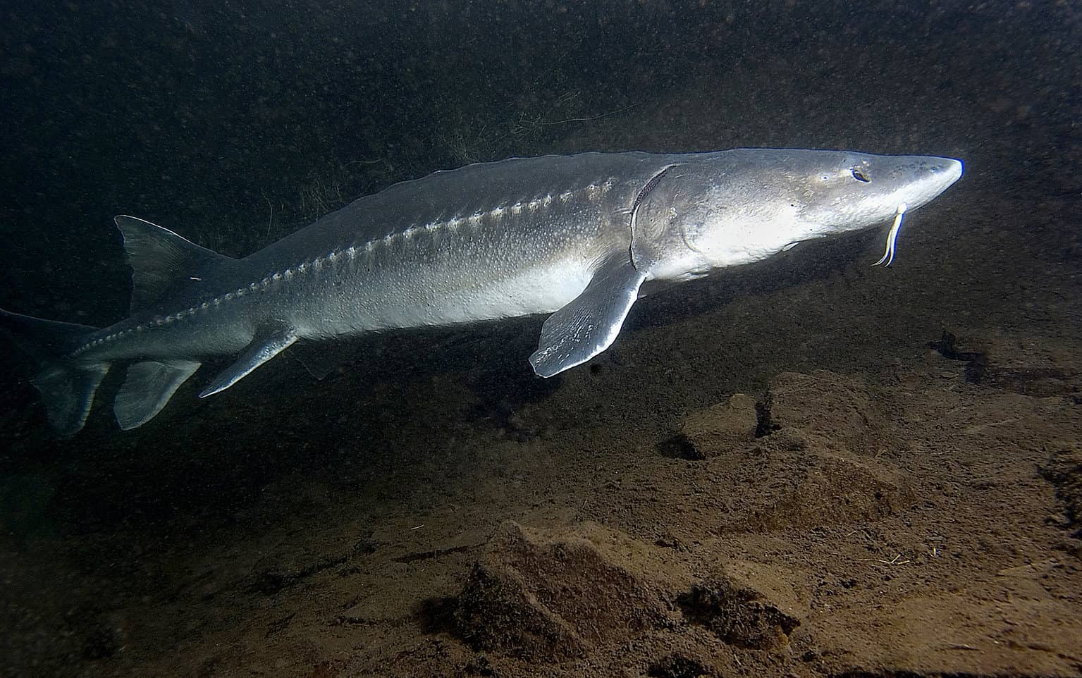 White Sturgeon Fish Facts - Acipenser transmontanus - A-Z Animals