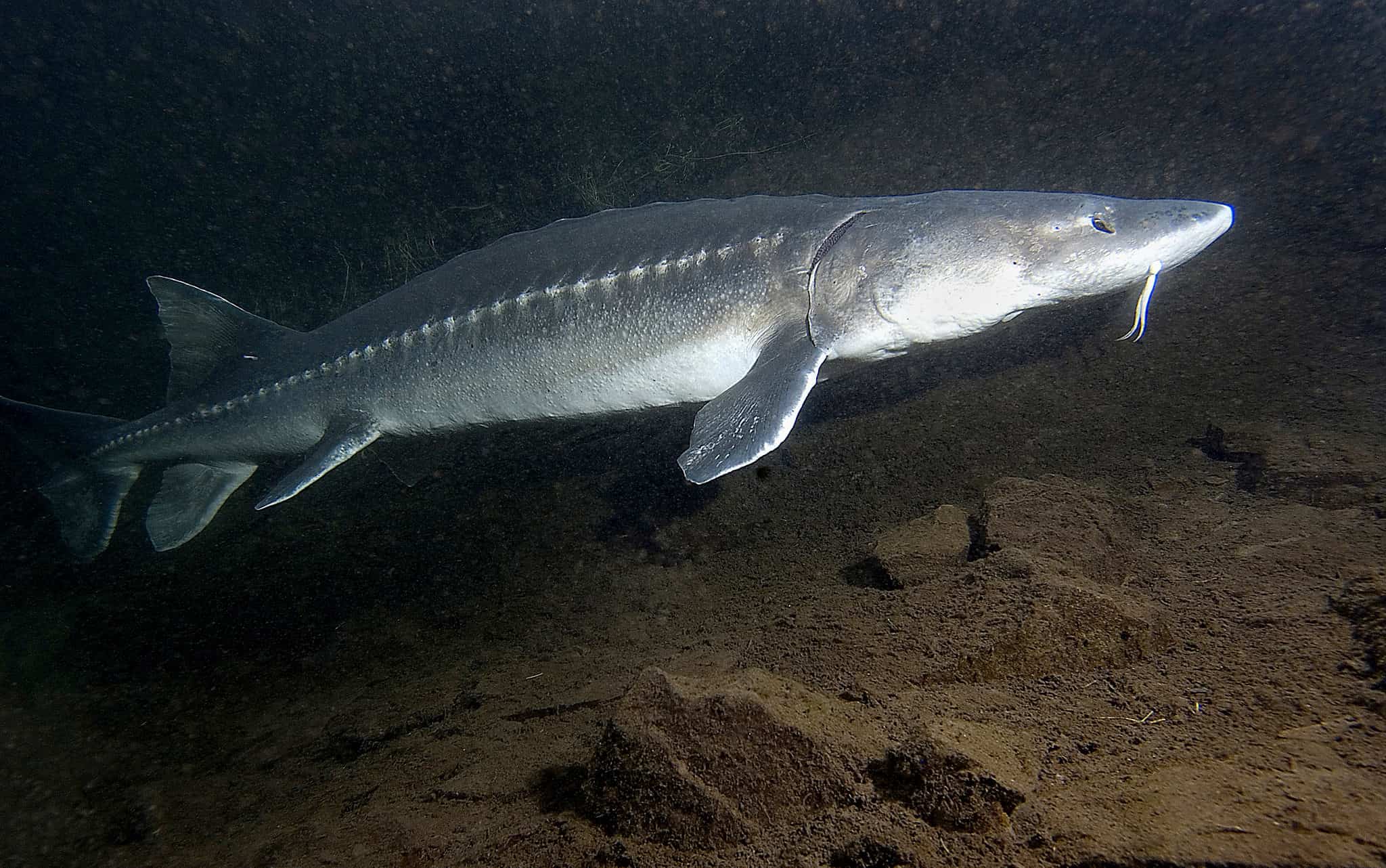 How Old is the Oldest Sturgeon Ever? - A-Z Animals