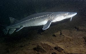 Explore 81+ Fish That Start With S (Common Names) - A-Z Animals