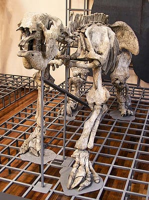 Meet the Ground Sloth That Stood as Tall as a House and Weighed 4 Tons ...