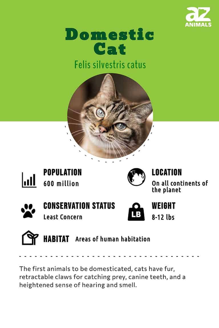 Cat Breeds - Types of Pet Cats - A-Z Animals