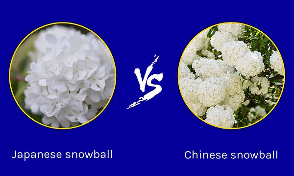 Japanese Snowball vs. Chinese Snowball: Notable Differences - A-Z Animals