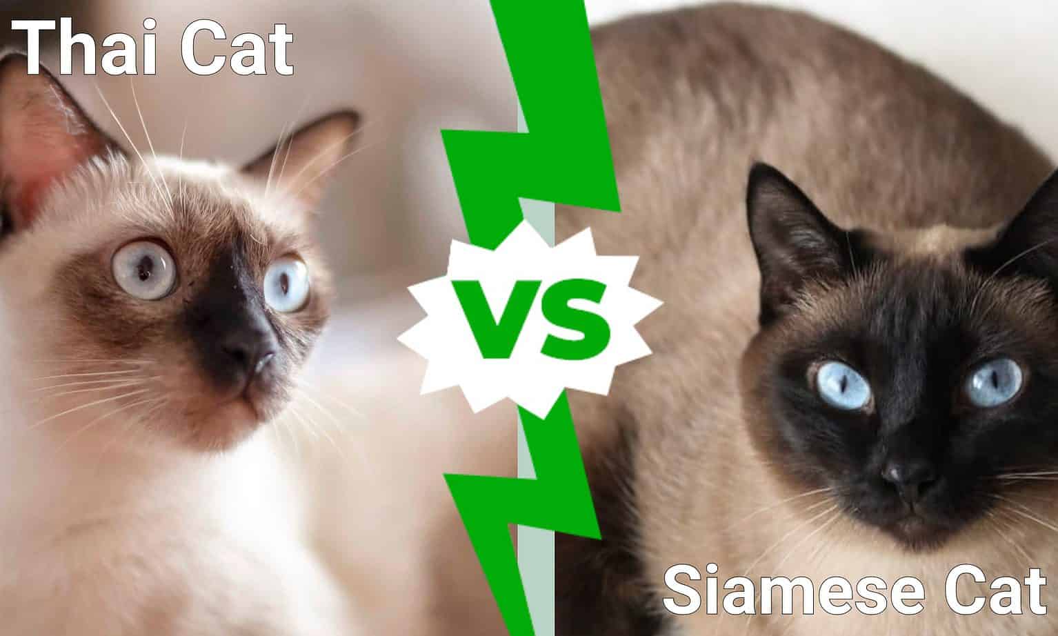 Thai Cat vs. Siamese Cat - A-Z Animals