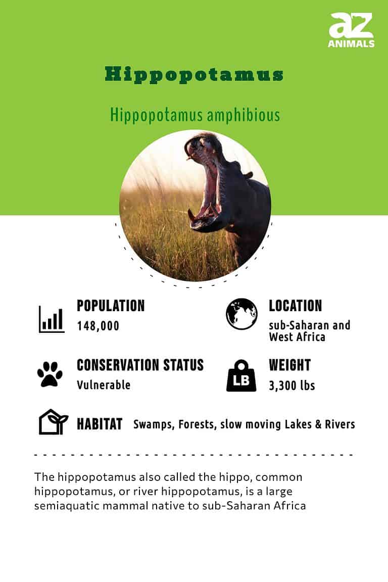 Hippopotamus Animal Facts - Hippopotamus amphibius - A-Z Animals