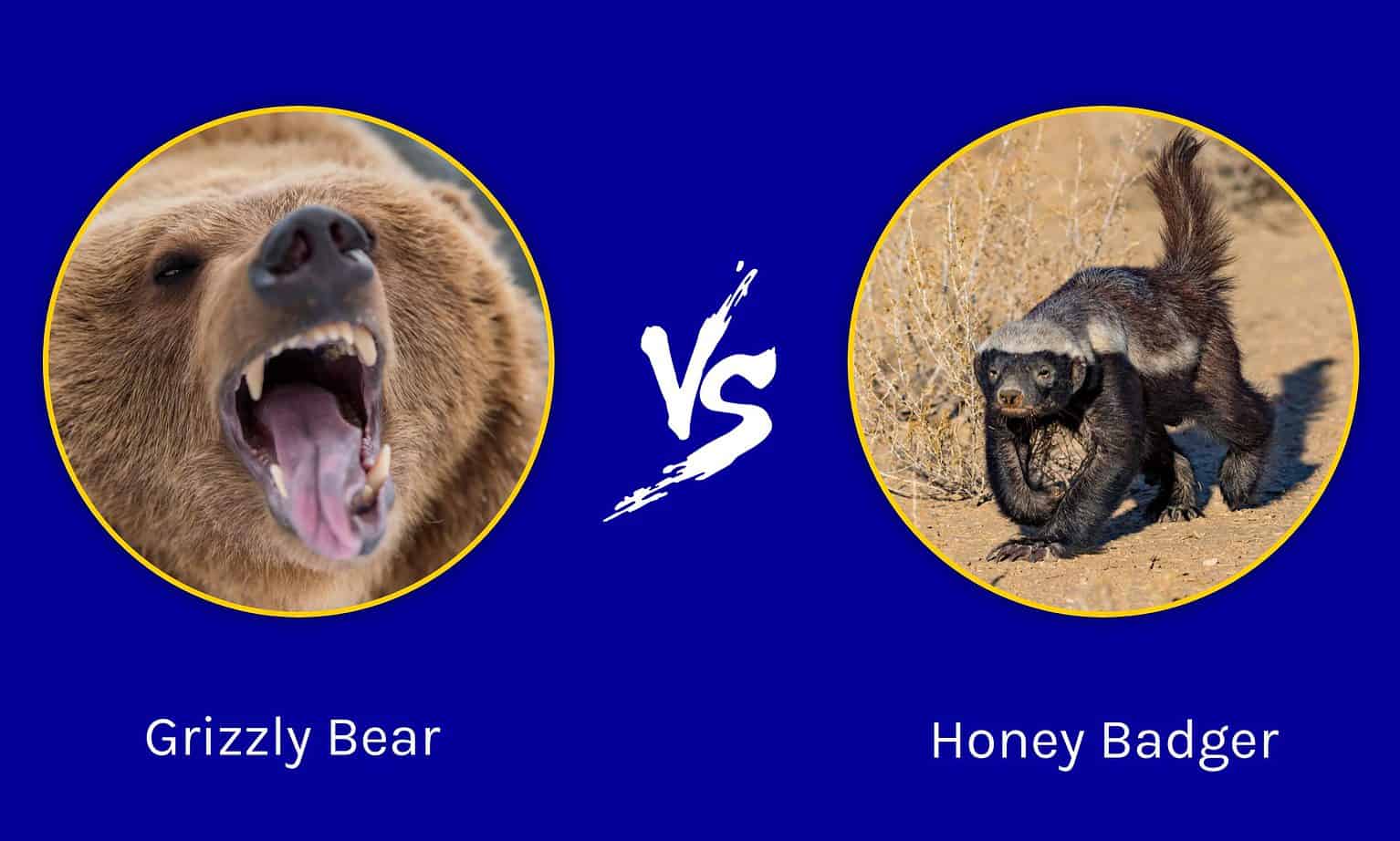 Could a Pack of Relentless Honey Badgers Take Down an Angry Grizzly ...