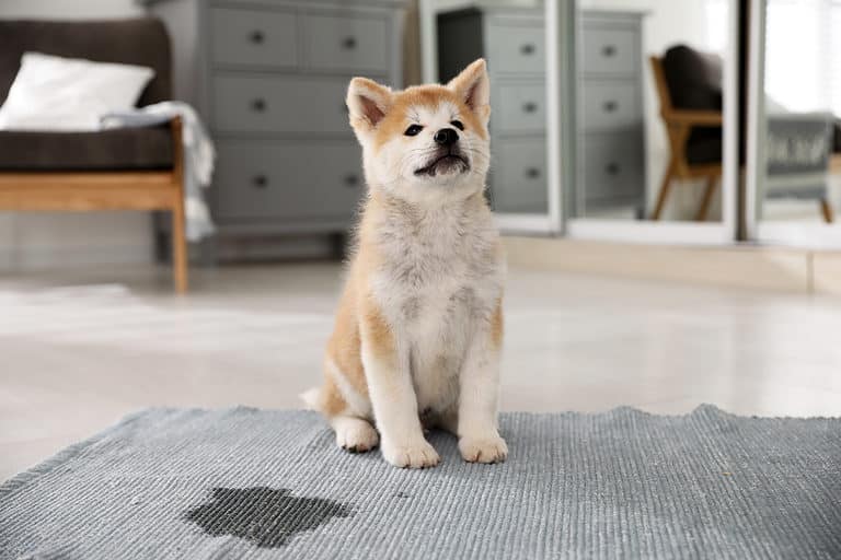 Akita Progression: Growth Chart, Milestones, and Training Tips - A-Z ...