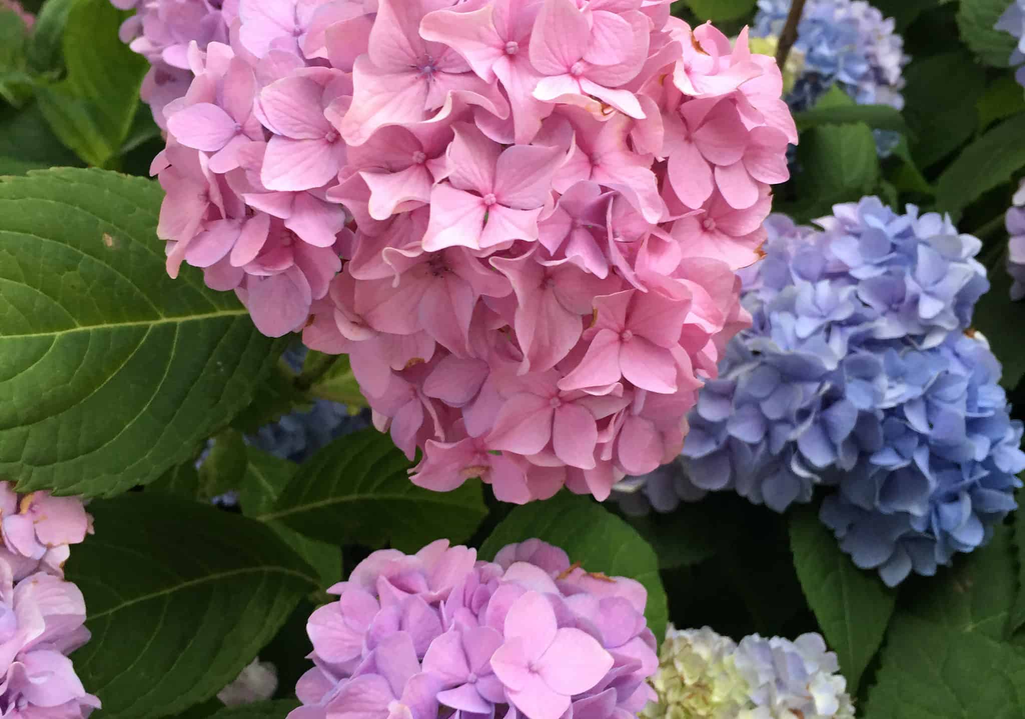 Hydrangea All Summer Beauty vs. Endless Summer: Are They the Same? - A ...