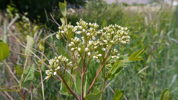 8 Native Plants in New Mexico - A-Z Animals