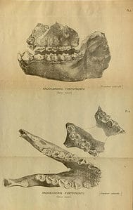 Meet the Lemur That Once Stood as Tall as a Silverback - A-Z Animals