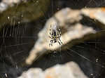 Barn Spider Animal Facts - A. cavaticus - A-Z Animals