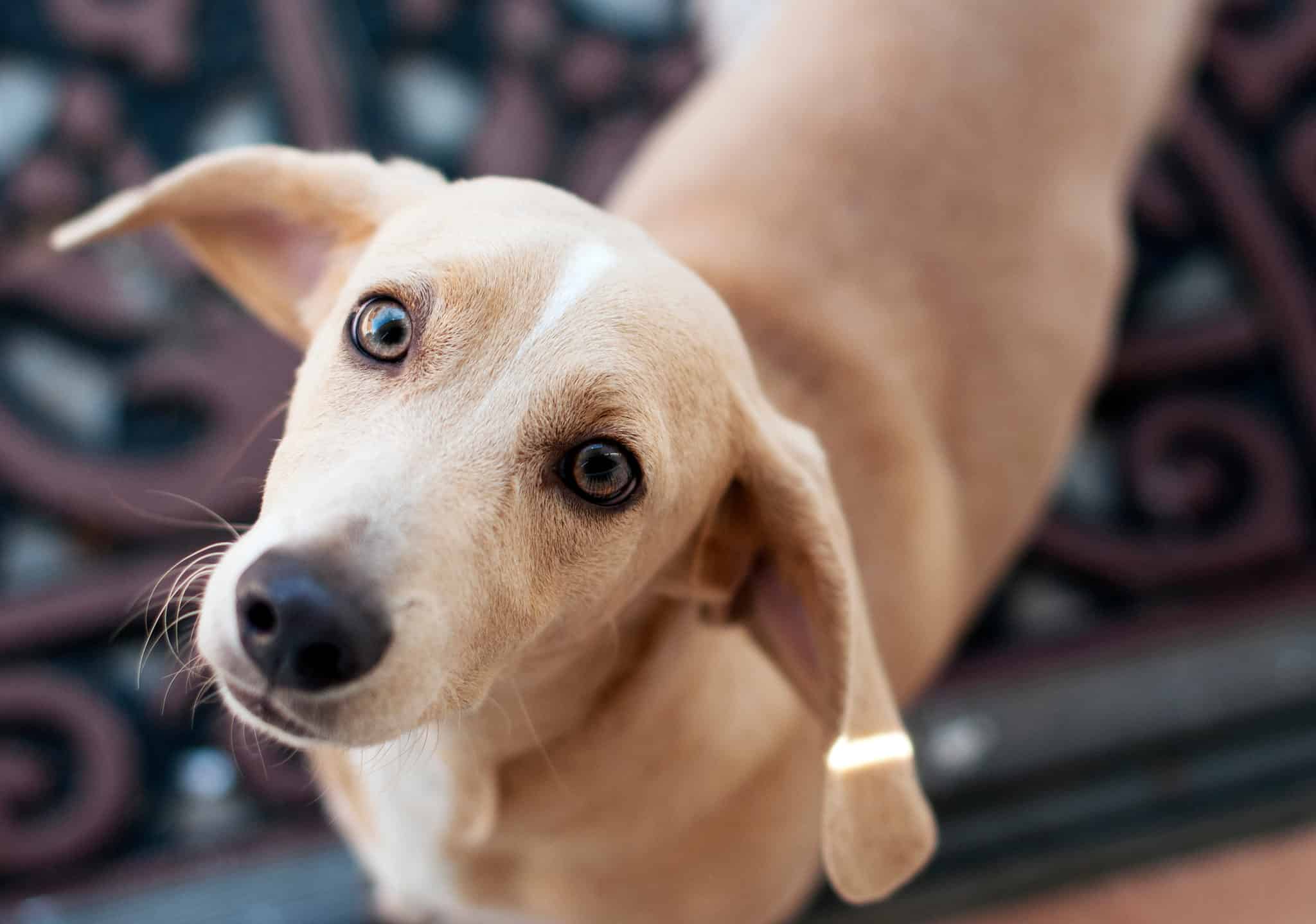 The 420+ Best Unisex Dog Names You Can Use for Any Pooch - A-Z Animals