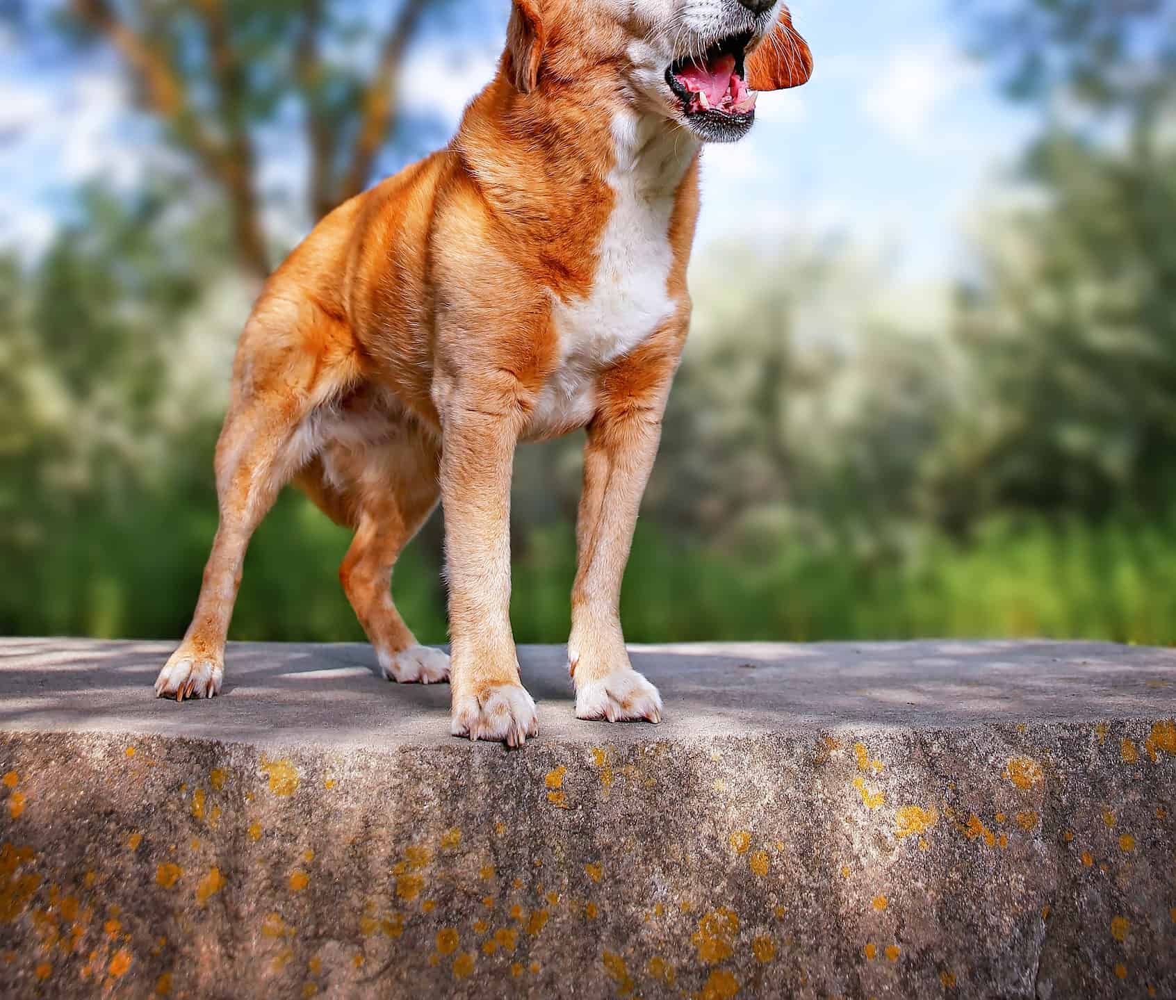 Beagle Mix Dog Breed Complete Guide - A-Z Animals