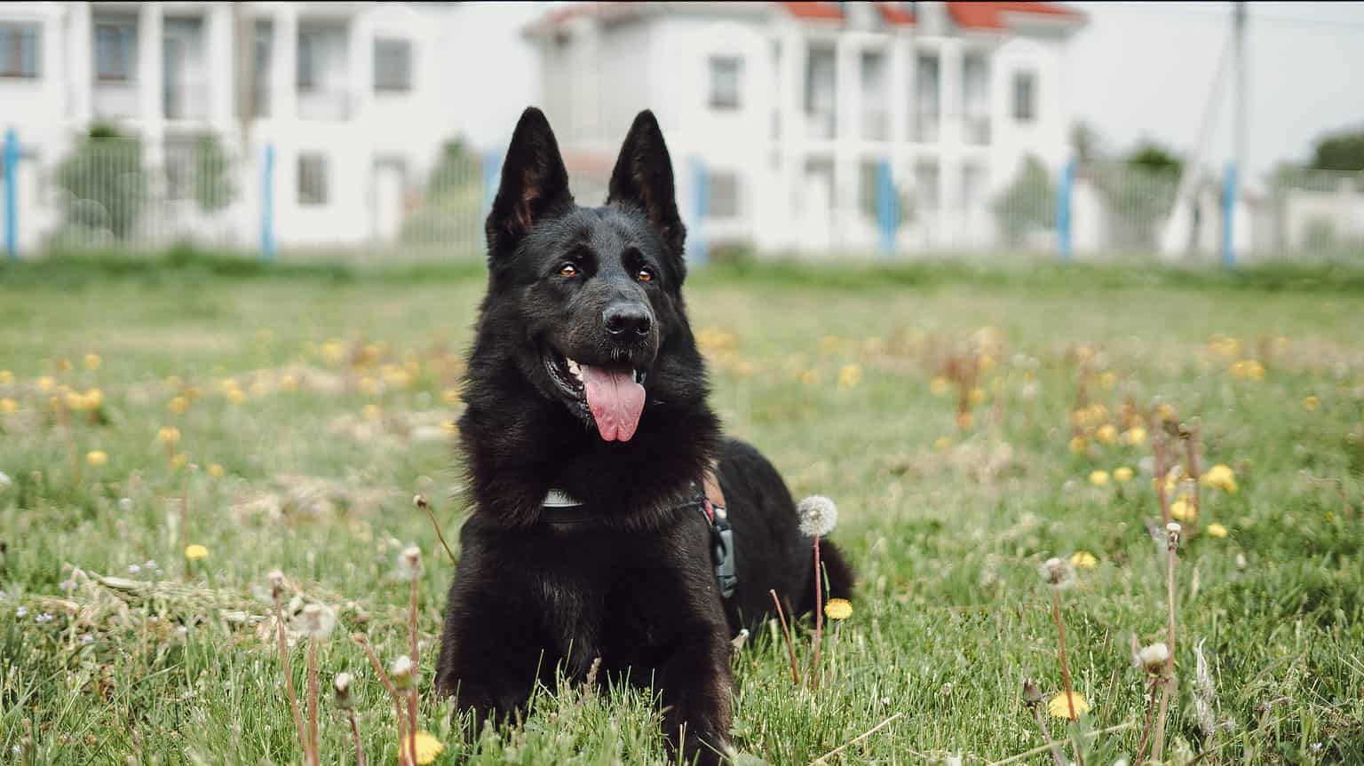 The Top 11 Reasons German Shepherds Are the Perfect Family Dog - A-Z ...