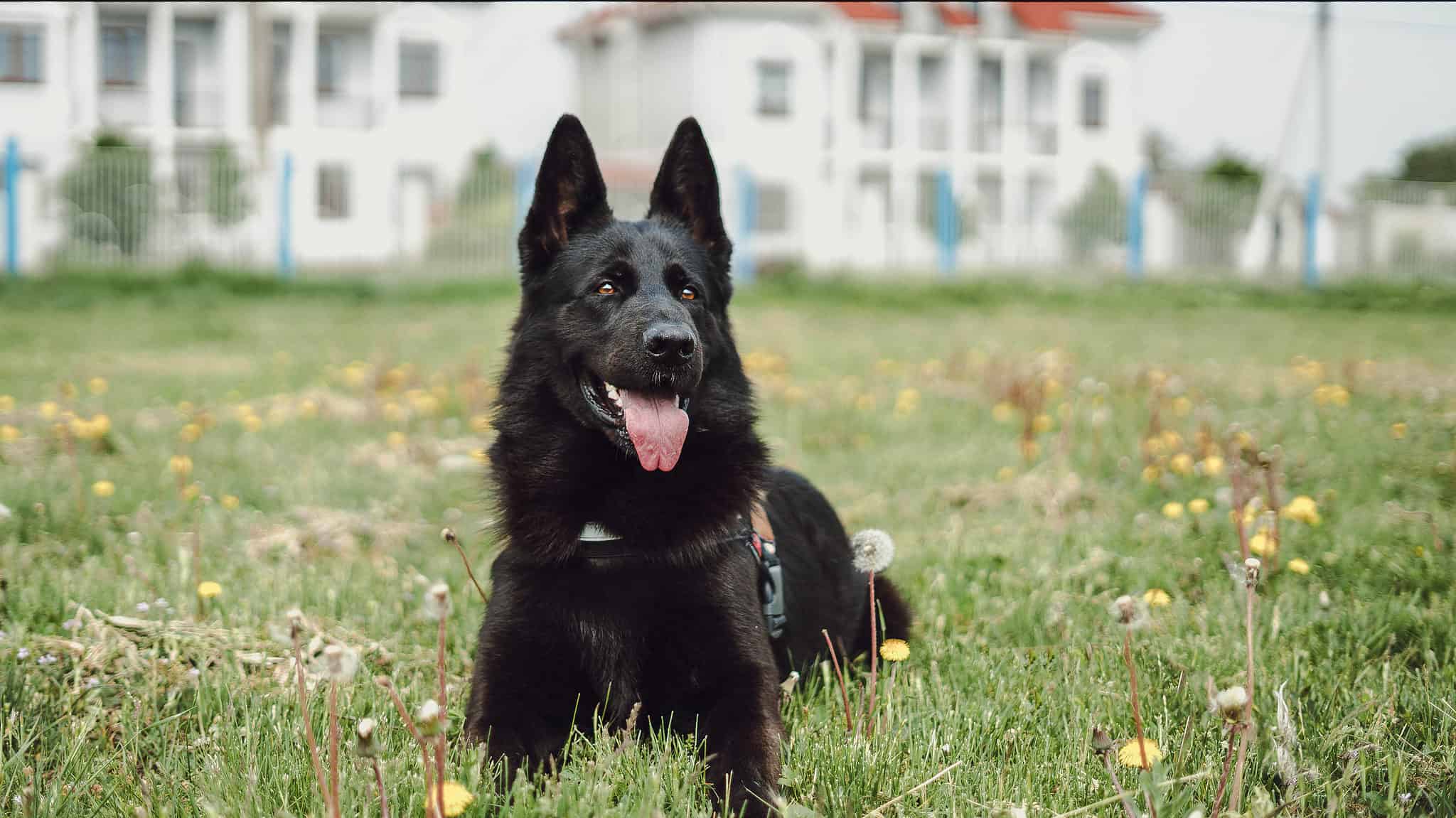 The Top 11 Reasons German Shepherds Are the Perfect Family Dog - A-Z ...