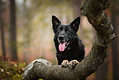How Smart Are German Shepherds? Everything We Know About Their ...