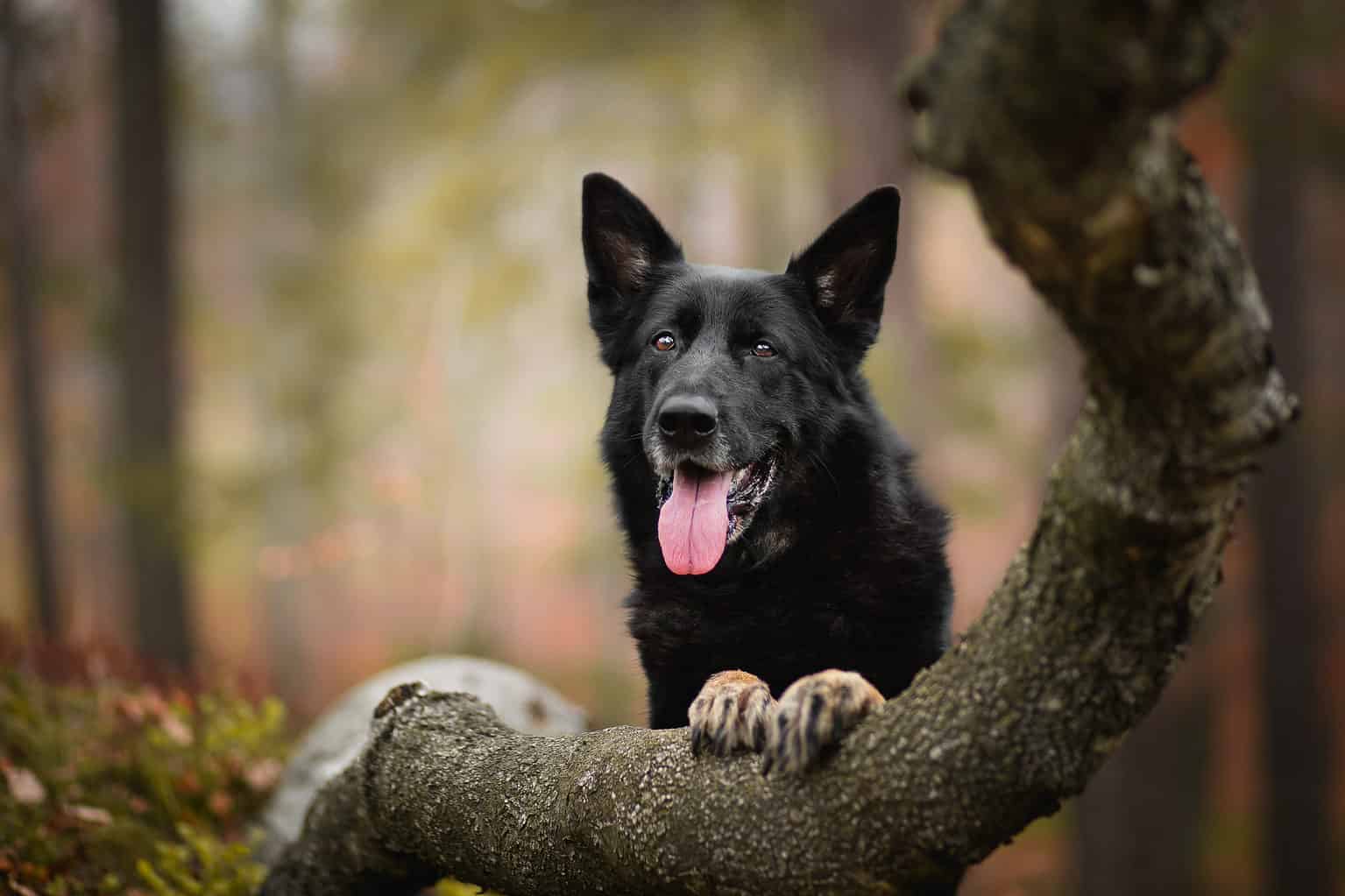 Black German Shepherd Dog Breed Complete Guide - A-Z Animals