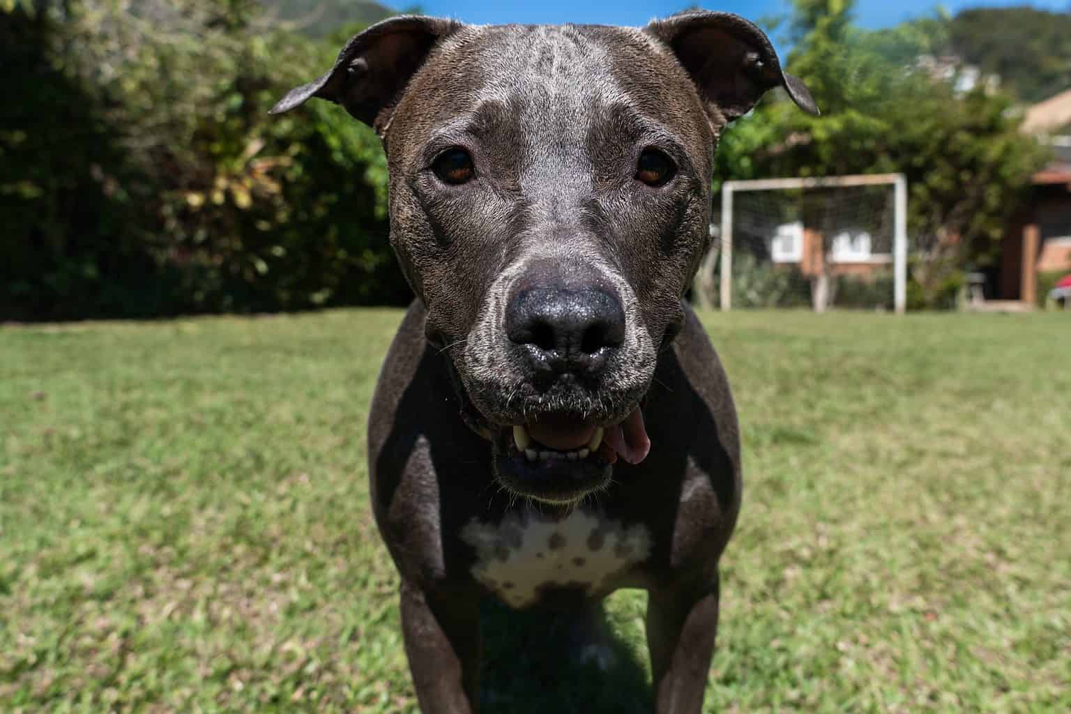Red Nose vs. Blue Nose Pit Bull: Pictures And Key Differences - A-Z Animals