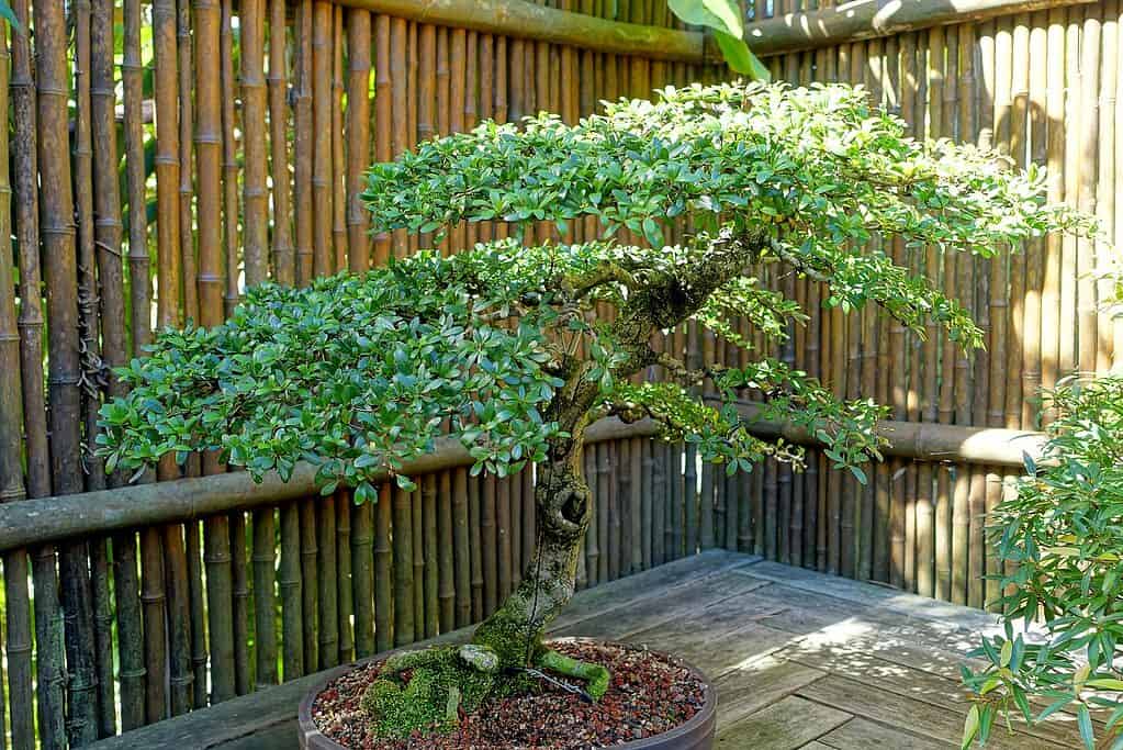 Black Olive Bonsai: Varieties, How to Propagate, and More