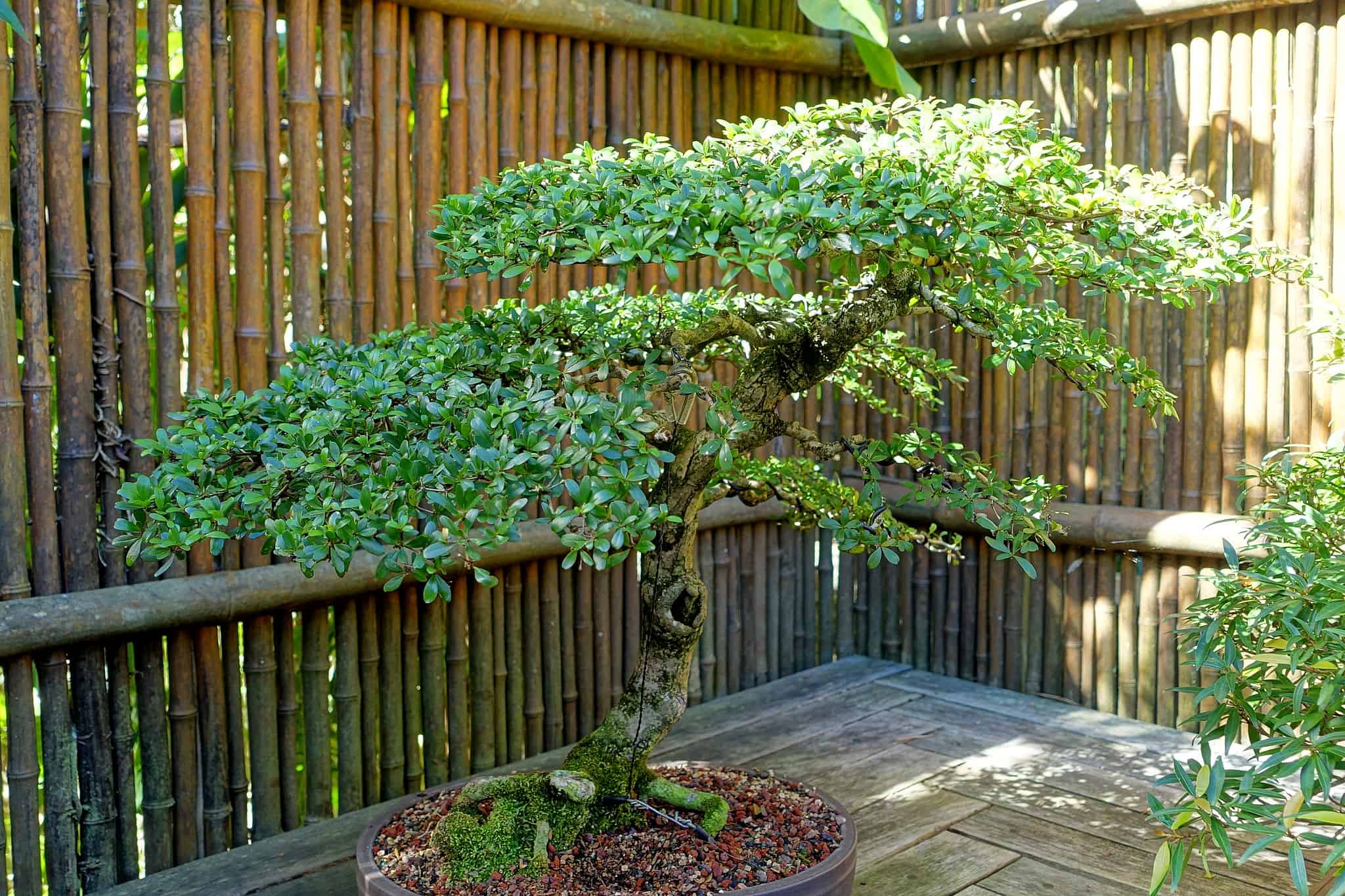 Black Olive Bonsai: Varieties, How to Propagate, and More