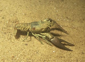 11 Animals That Live in Caves - A-Z Animals